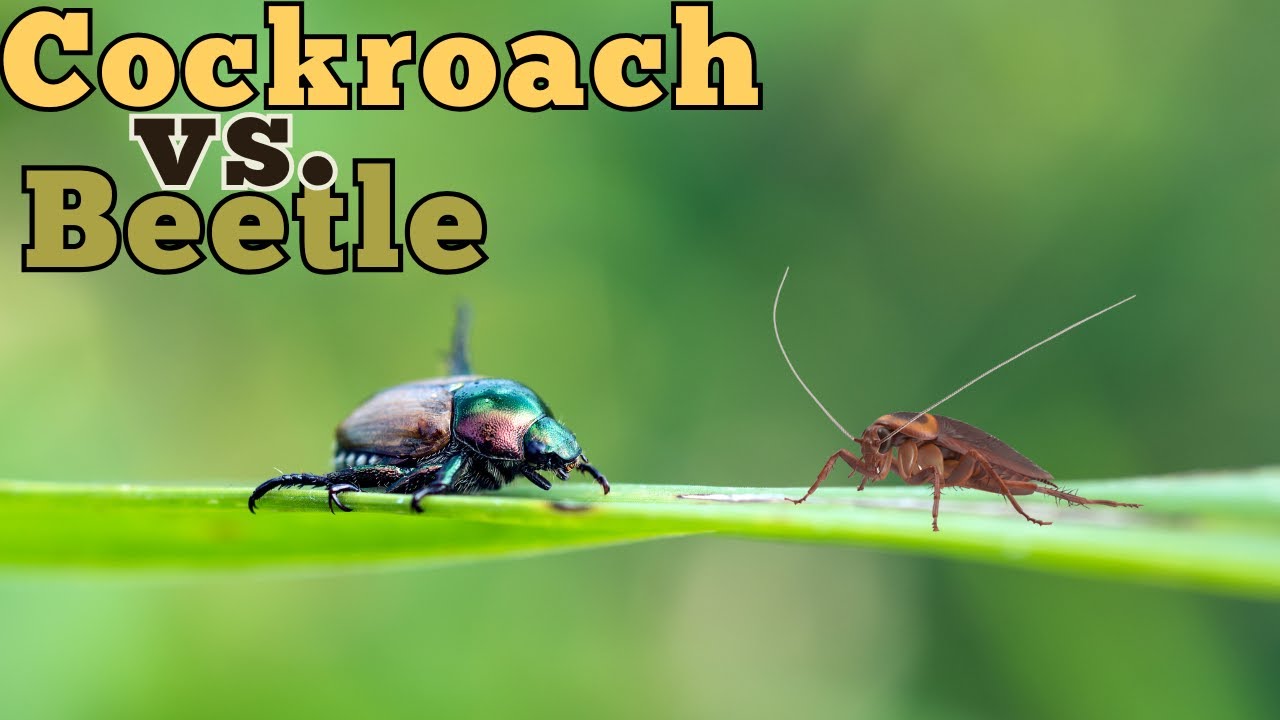 Difference Between a Cockroach and a Beetle
