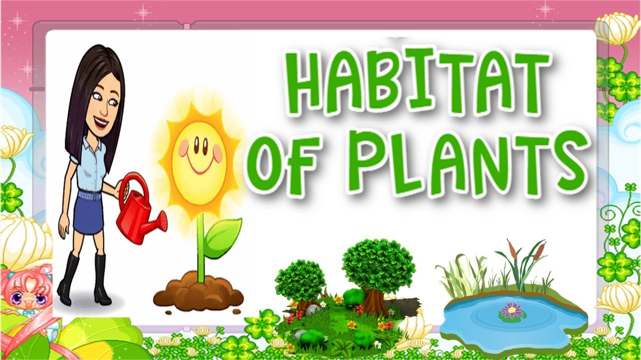 Habitat of Plants | Plants | Science | Kindergarten | Teacher Beth Class TV