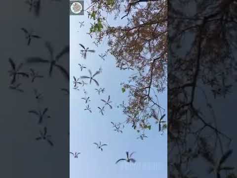 ఎంతమందికి ఈ చెట్టు తెలుసు🤔?How many of you know this tree 🧐 తెలిస్తే కామెంట్ చేయండి👍🤩