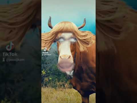la vaca Lola según mi hijo