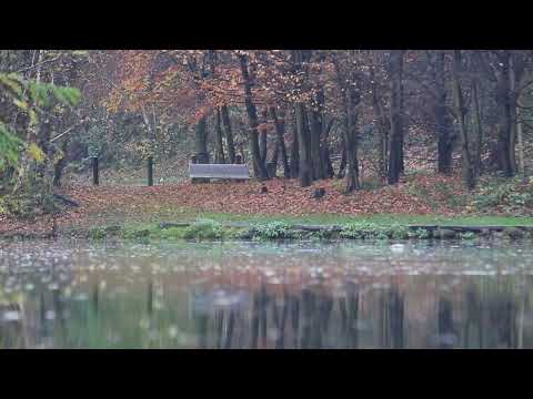 MVI 9594 Pluie sur la noue de Ham sur Sambre