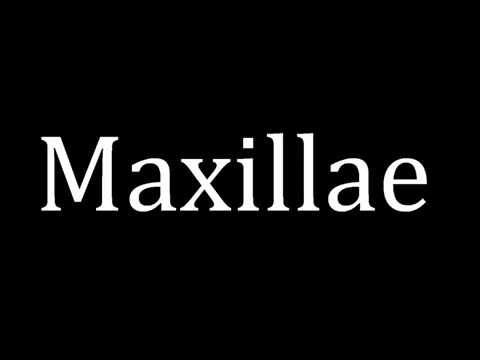 How to pronounce Maxillae
