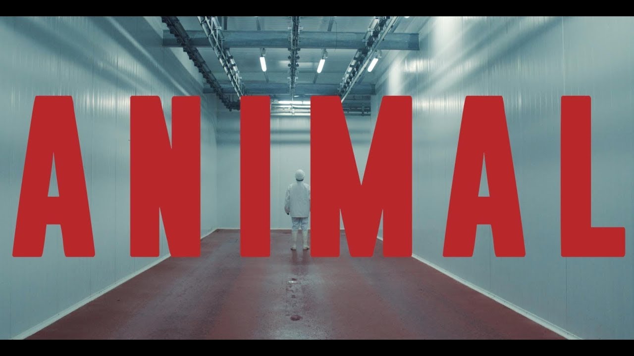 Presentación Teaser Animal