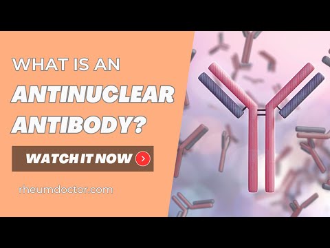 What is an Antinuclear Antibody?