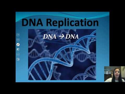 STEM Bio - DNA Notes