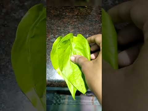 நெஞ்சு சளி அத்து போக வெற்றிலை வச்சு இப்படி செய்ங்க #cold #remedy #ytshortsindia