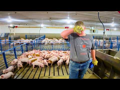 Learning the Ropes: Farm Kid Feeds Pigs & Welcomes New Baby Piglets