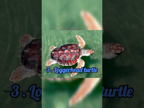 The 7 species of Sea Turtles in our world | Save them #explore #data #species