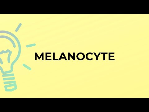 What is the meaning of the word MELANOCYTE?