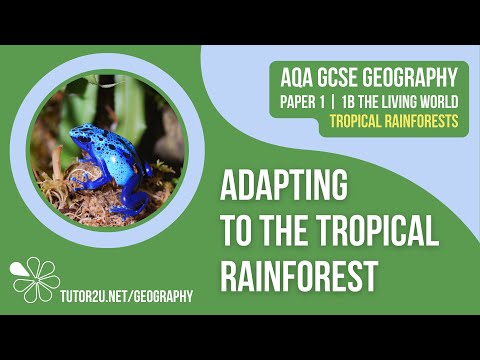 Adapting to the Tropical Rainforest | AQA GCSE Geography | Tropical Rainforests 2