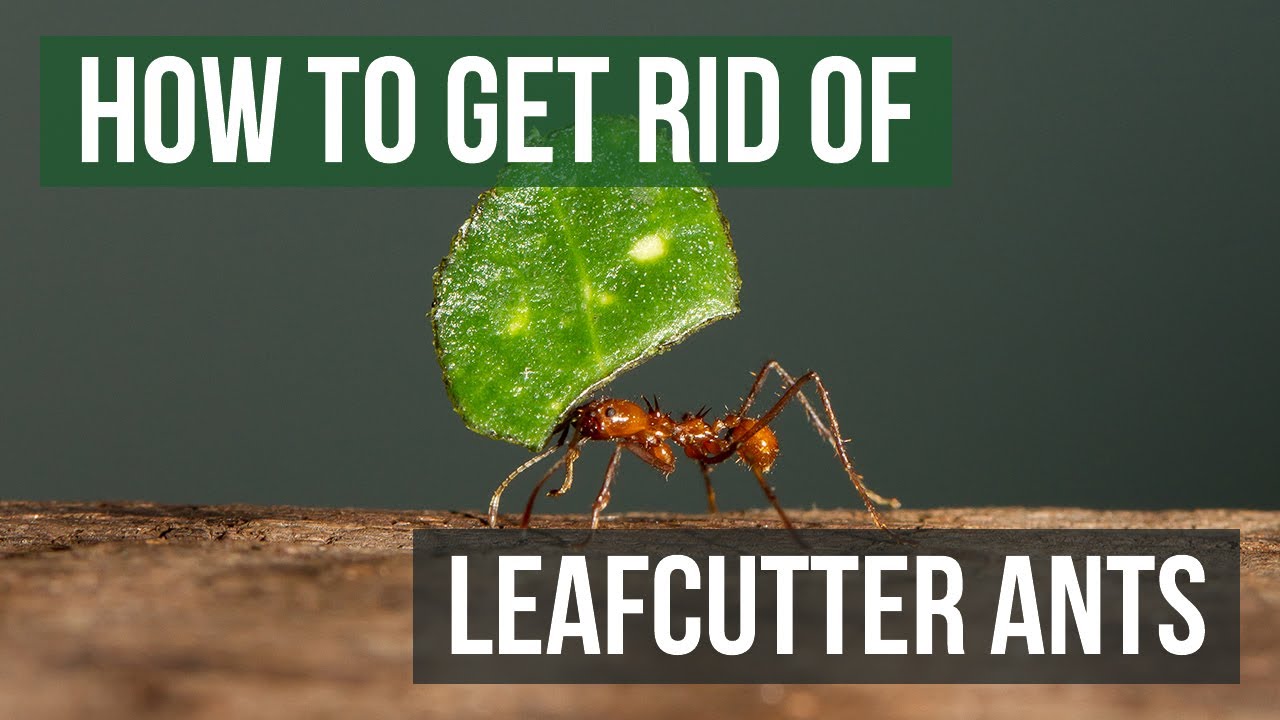 How To Get Rid of Leafcutter Ants | DIY Leaf Cutter Ant Treatment Guide