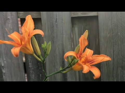 Orange Day-Lily Plant | Day Lily | Day Lily Plant | Orange Lily | day lily