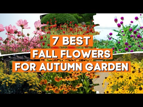 7 Best Fall Flowers to Liven Up Your Autumn Garden With Bright Colors 🌼☀️✨