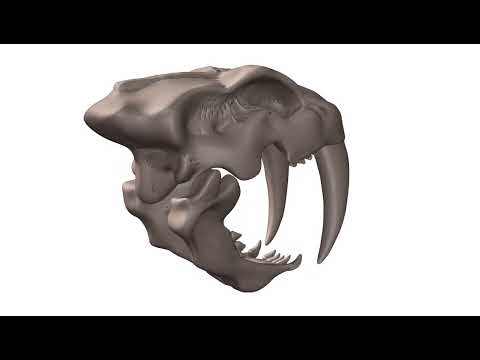 💀 Smilodon Skull・ OBJ File for 3D printing and CNC machining - Laser ...