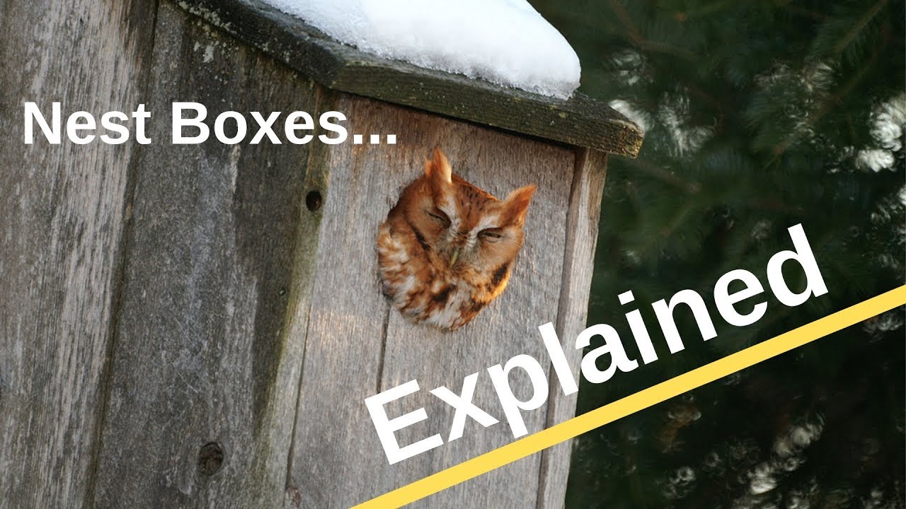 Nest Boxes Explained! (Birding)