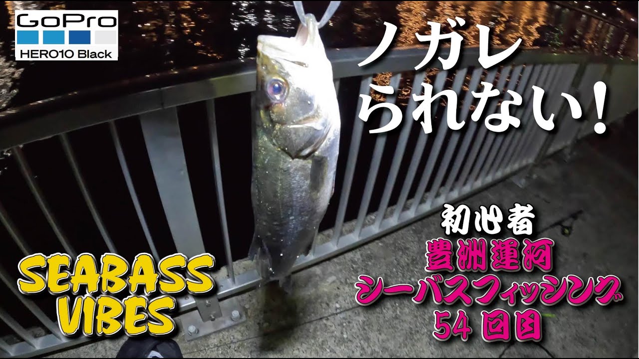 〈54回目シーバスフィッシング〉東京湾奥 豊洲運河ナイトゲームでノガレられない！！ノガレ120F!