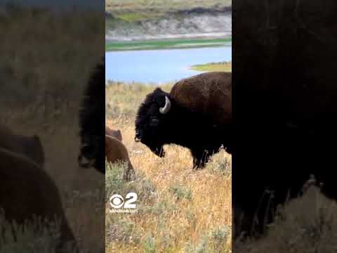 Tourist kicks Bison at Yellowstone National Park, Bison kicks back