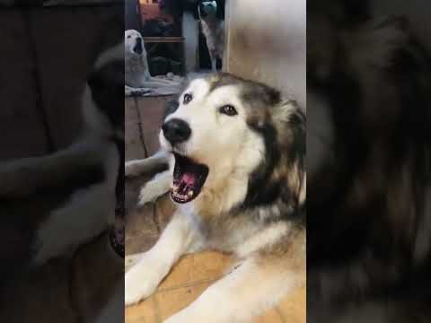 Is Your Dog a Stoic? Learn the Art of the Dramatic Canine Sob! #shortsvideo