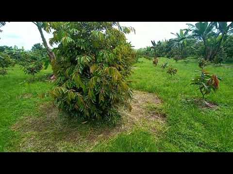 kebun durian 1 hektar waoww mantap jiwa