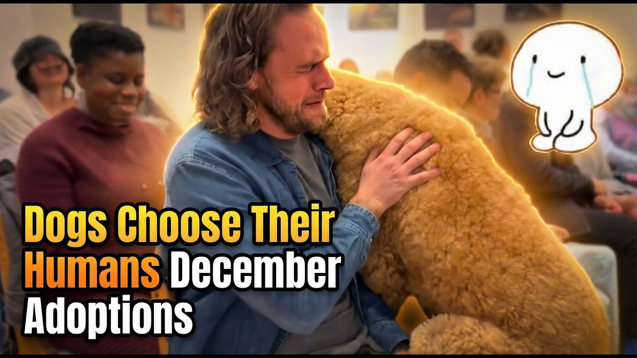 When Dogs Choose Their Humans — Adoption Moments