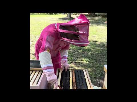 June 15, 2025 - Inspecting hive and OUCH!!