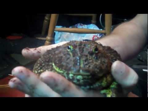 Giant Pacmans Worlds Biggest Pacman Frog