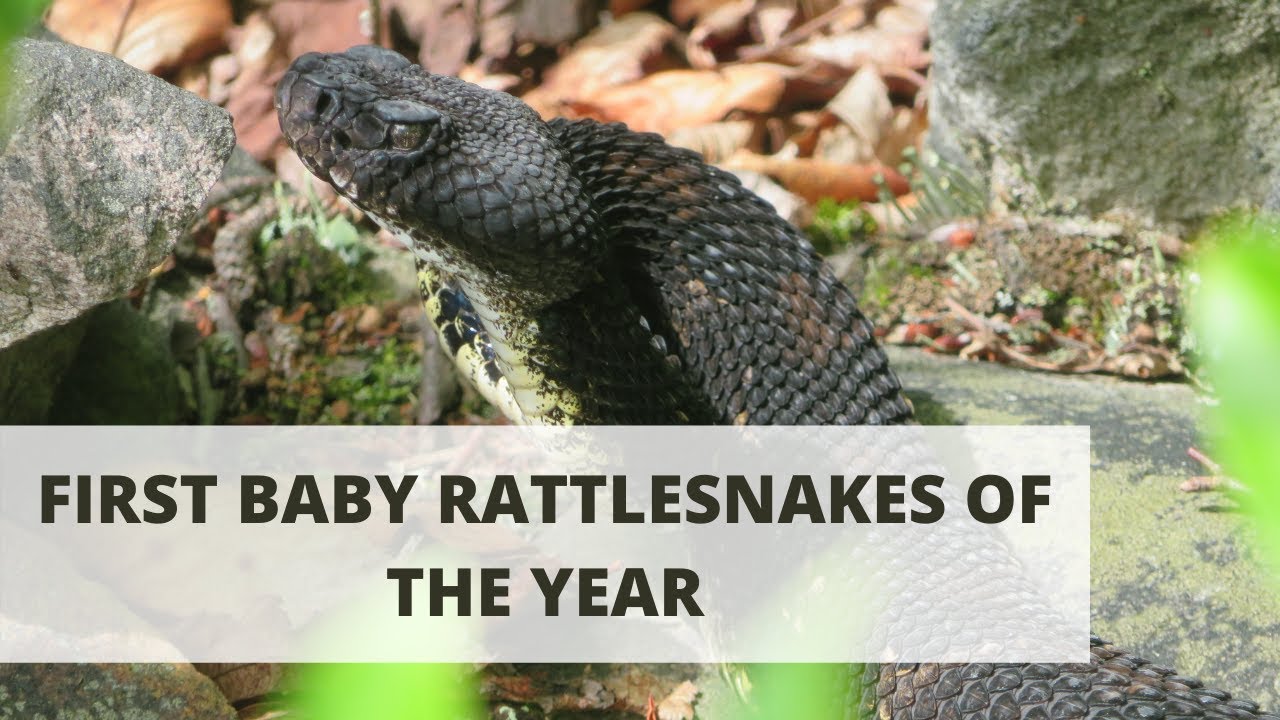 First BABY RATTLESNAKES of the Year | Herpetology | Wired Wilderness Vlog
