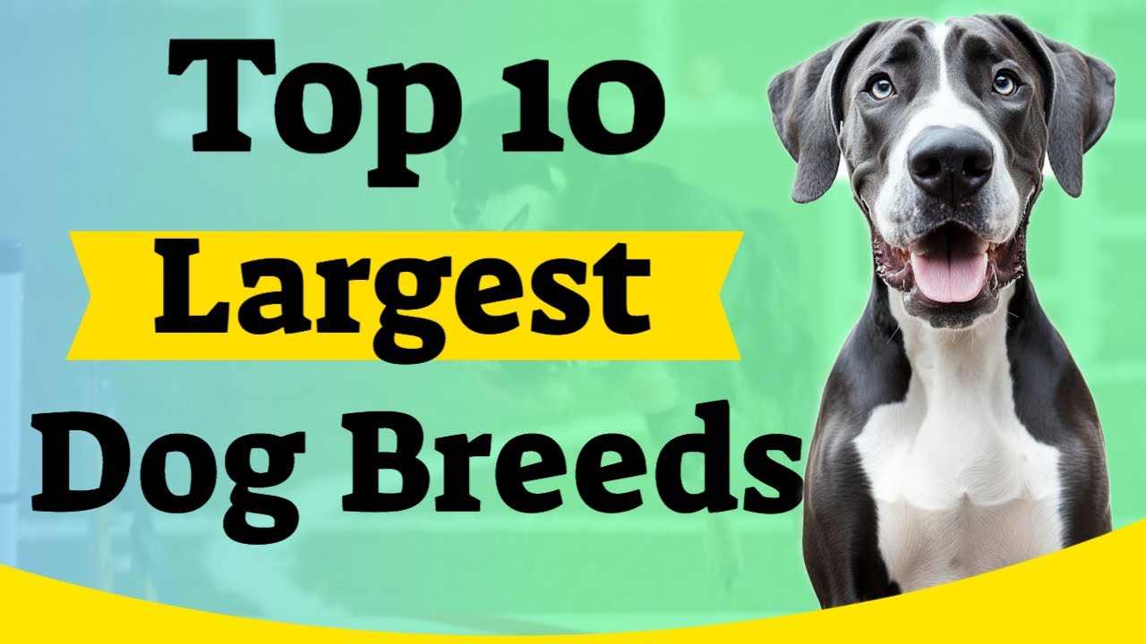 Top 10 Largest Dog Breeds | AKC