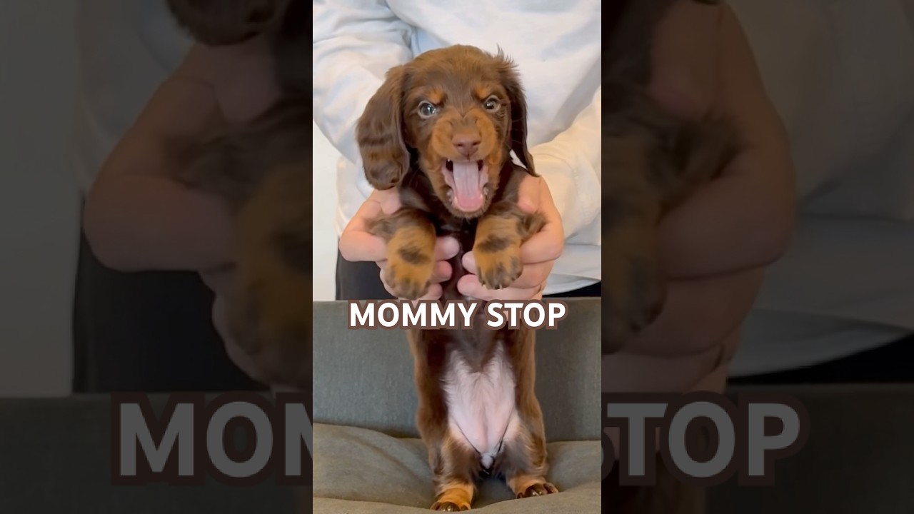 Lil’ GRADY be POPPIN #minidachshund #dachshund #puppy #dachshundpuppy #funnypuppy #sausagedog #funny