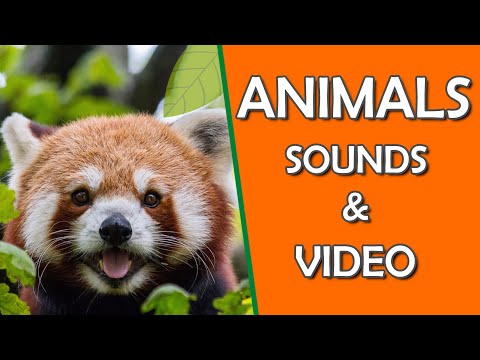 Animals Name with Pictures Video and Sounds | Animal Names in English | Learn Animals Name for Kids
