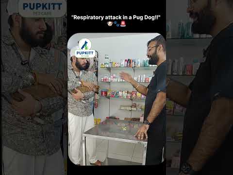 Respiratory attack in a Pug Dog | Dr. Anirudh Mittal | Pupkitt Pet Care