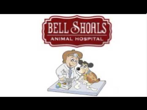 Best Brandon Animal Hospital | Bell Shoals Animal Hospital Brandon