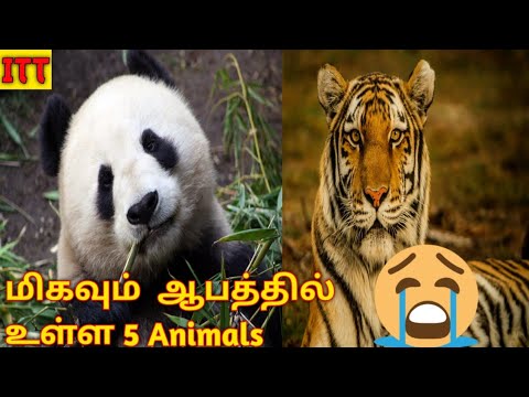 Endangered animals | in Tamil | Info time tamil