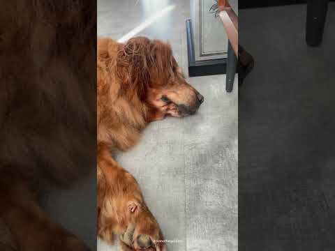 Ever heard a dog snoring? You’re welcome 😂 #shorts #youtubeshorts #fyp #viral #pets #dogs