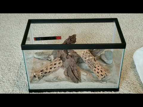 Blue Death-Feigning Beetle ENCLOSURE BUILD