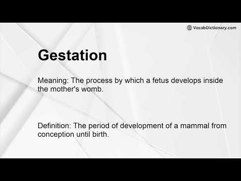 Gestation Meaning