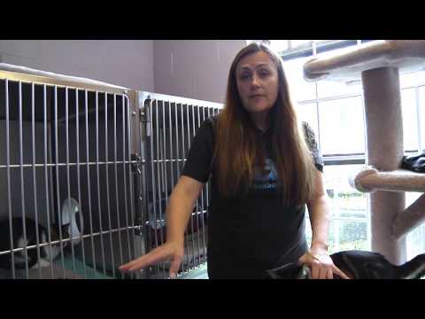 Tip Tuesdays: Introducing a Cat to a Resident Cat