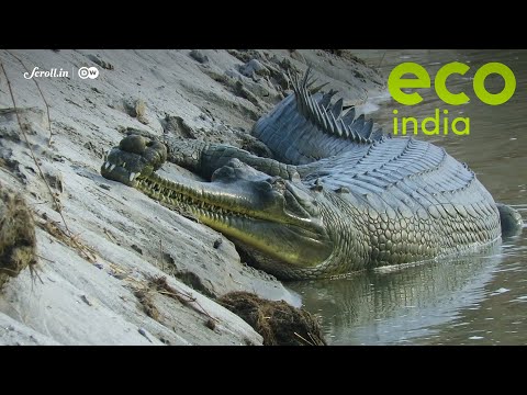 Eco India: How India's critically endangered gharial bounced back from the brink of extinction
