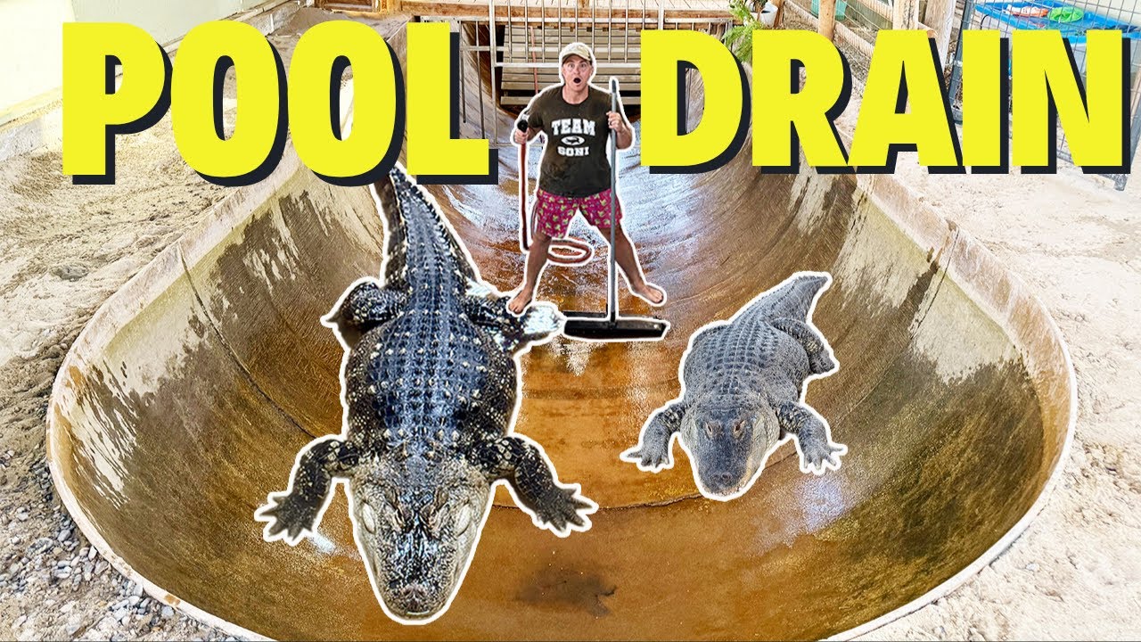 FULL Alligator Pool Drain!