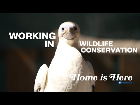 Working in Wildlife Conservation | PBS HAWAIʻI