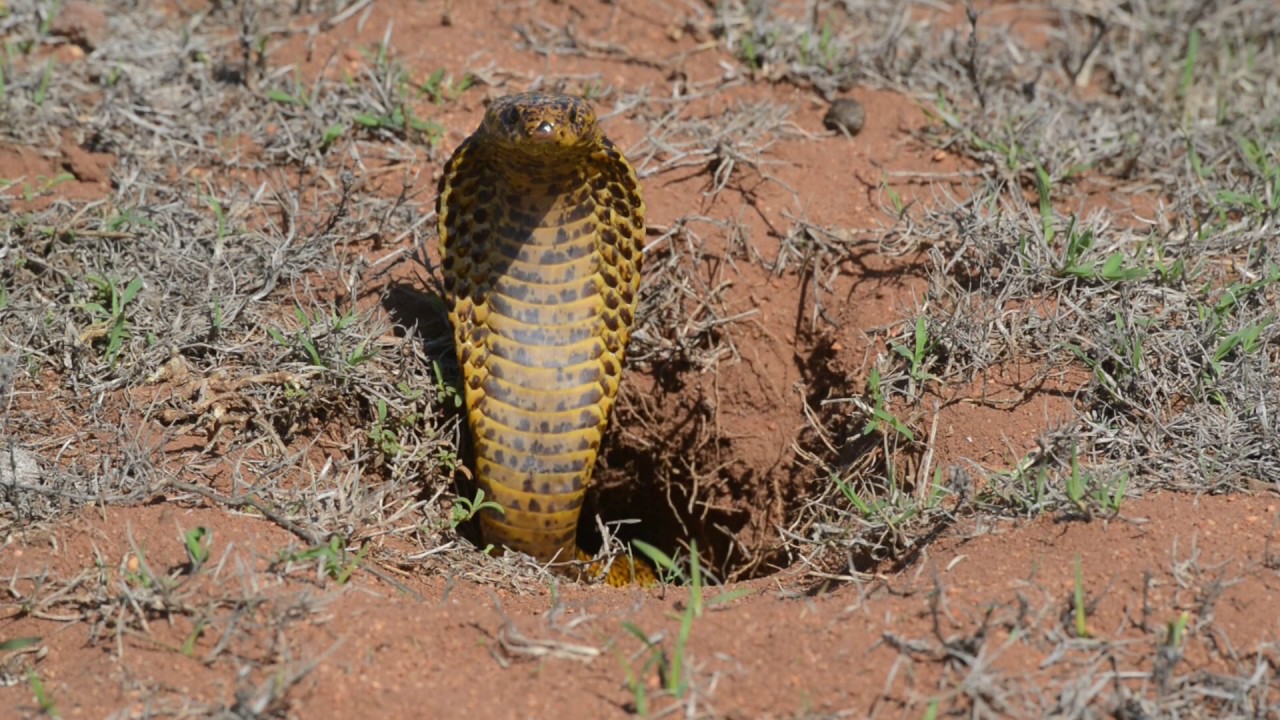 Cape cobra spreading its hood and retreating into hole, De Hoop Nature Reserve, South Africa.