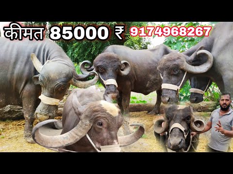 गुजरात की गीर #जाफराबादी भैंस 25 लीटर दूध देती है यहां से सस्ते दाम में खरीदें कीमत Rs 85000