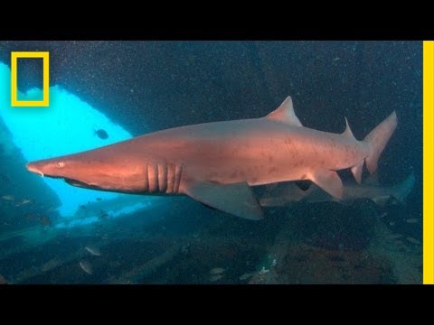 Did You Know Sand Tiger Sharks Cannibalize Each Other in the Womb? | National Geographic