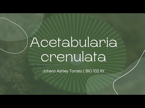 Acetabularia crenulata