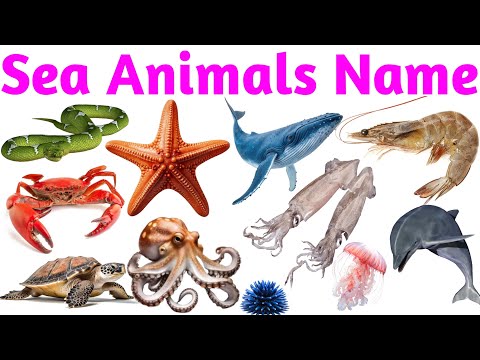 Sea Animals Name for Kids | Learn Ocean Animals in English with Pictures & Sounds |Marine Life Video