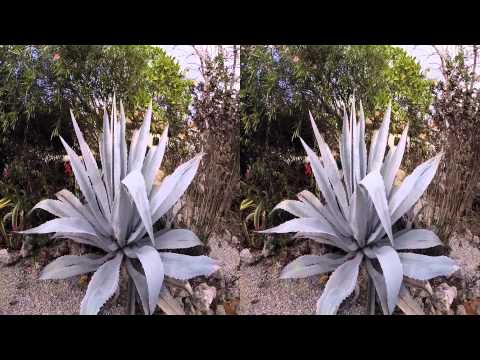 Bonair Garden 3D Stereoscopic