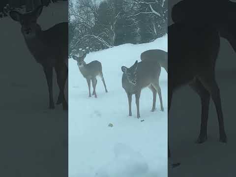 Most precious video on the internet #trending #deer #graveyard #precious #outdoors #video #shorts