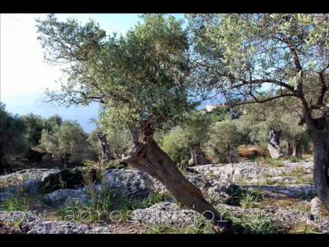 Mallorca Airport Transfers