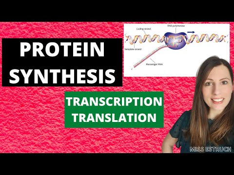 PROTEIN SYNTHESIS: A-level Biology. Transcription, translation and pre-mRNA modifications