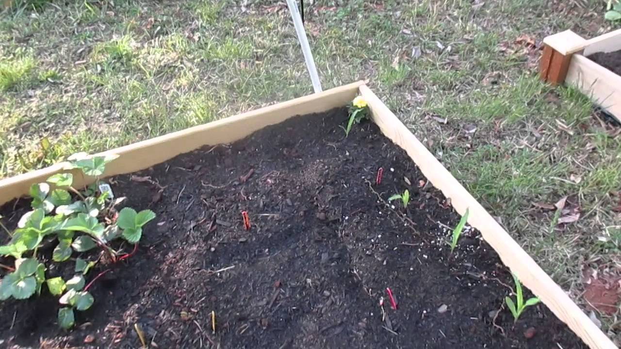Vegetable Garden 2015